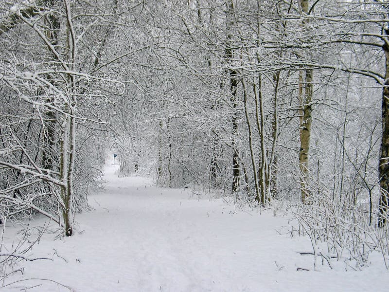 Walkway with Snow in a Forest Landscape in Winter Stock Image - Image ...