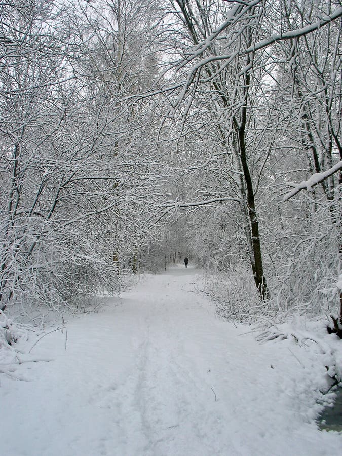 Walkway with Snow in a Forest Landscape in Winter Stock Photo - Image ...