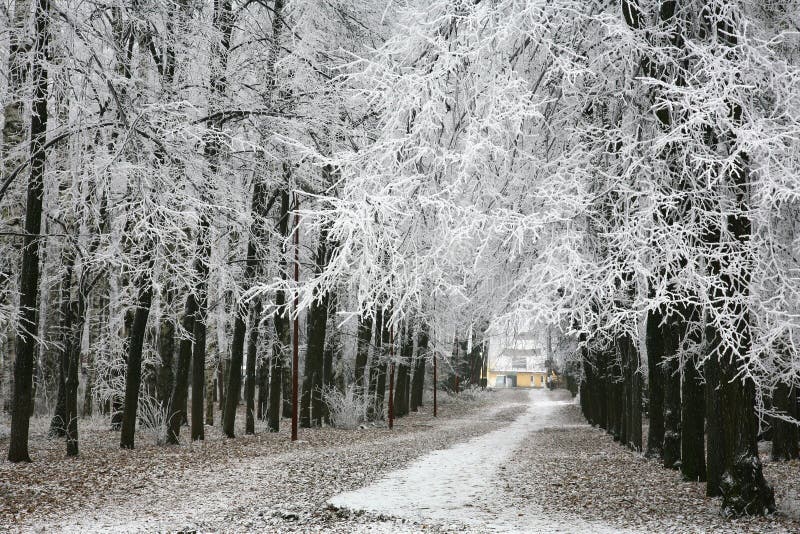 Snow Walkway in Winter Forest Stock Photo - Image of frost, grove: 29140106