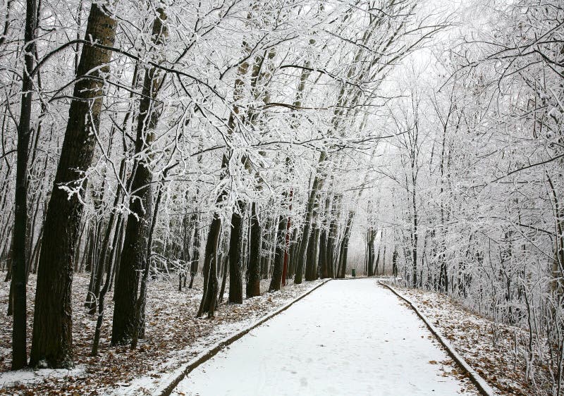 Snow Walkway in Winter Forest Stock Photo - Image of frost, grove: 29140106