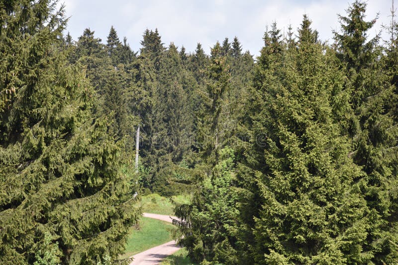 A Walkway between Some Pine Trees of the Thuringian Forest, Germany ...