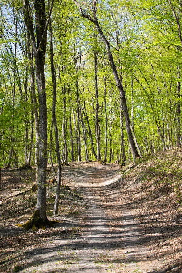 Walkway through Spring Forest Stock Photo - Image of bright, leaves ...