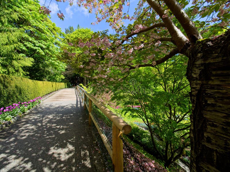 Walkway Under Blooming Cherry Trees Stock Image - Image of meadow ...