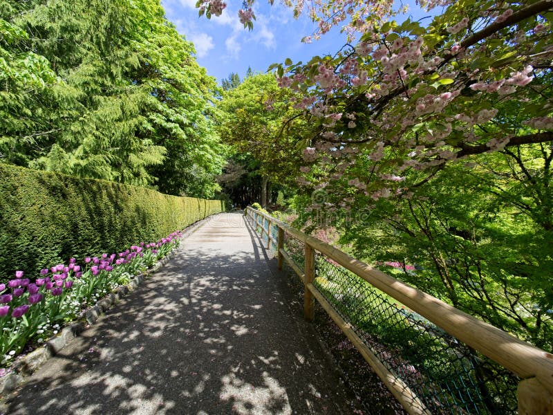 Walkway Under Blooming Cherry Trees Stock Photo - Image of blue, flower ...
