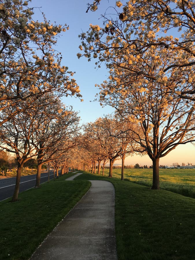 A walkway in spring stock image. Image of trees, path - 91017939