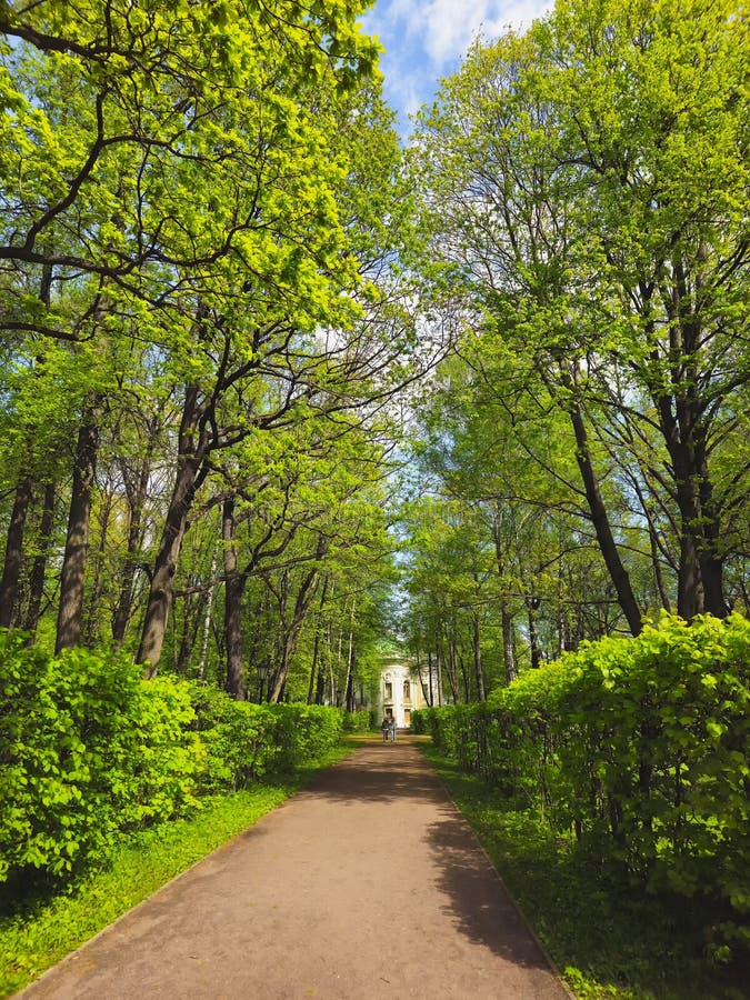 Walkway in the Spring the Park, Blue Sky. Vertical View Stock Image ...