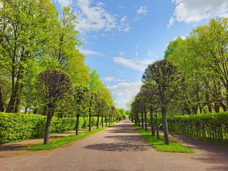 Walkway in the Spring the Park, Blue Sky Stock Photo - Image of forest ...