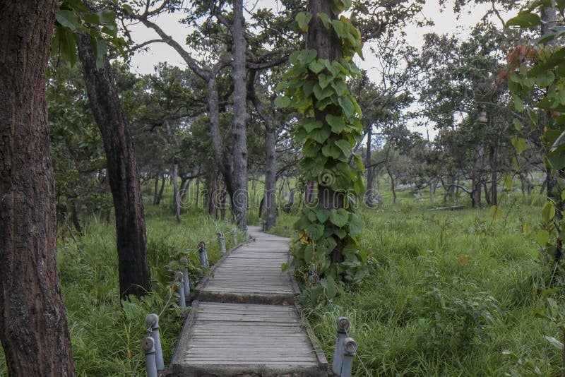 Walkway Stone Path in Forest by Vegetation Stock Image - Image of ...