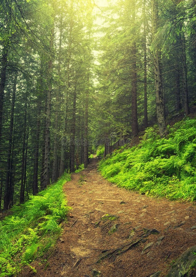 Walkway stock photo. Image of lush, pine, grass, branch - 58061118