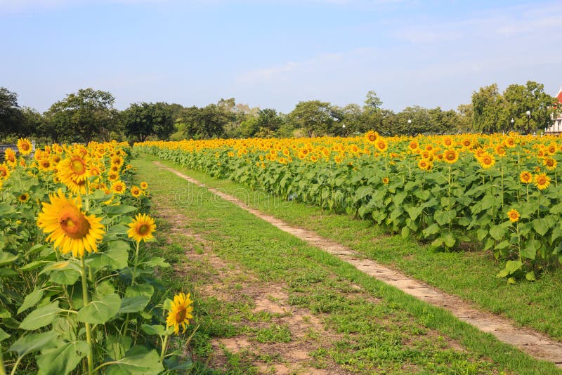 Walkway in sunflower farm stock image. Image of head - 62913239