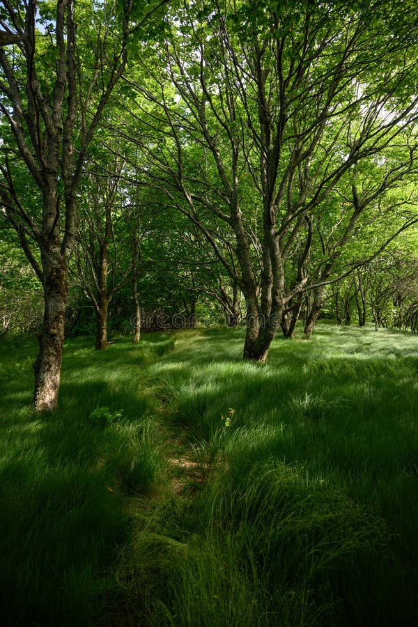 Walkway through Tall Grass in Grove of Trees Stock Image - Image of ...