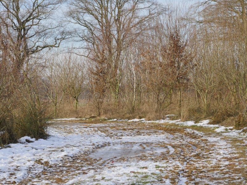 Walkway between Tall Grasses Covered with a Thin Layer of Snow. Stock ...
