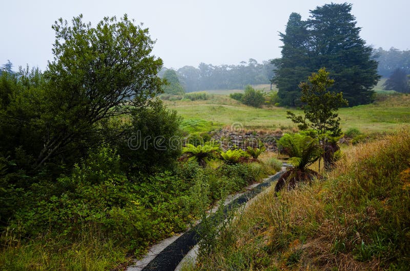 Walkway Throug a Lush Meadow Stock Photo - Image of outdoor, tall: 84476980