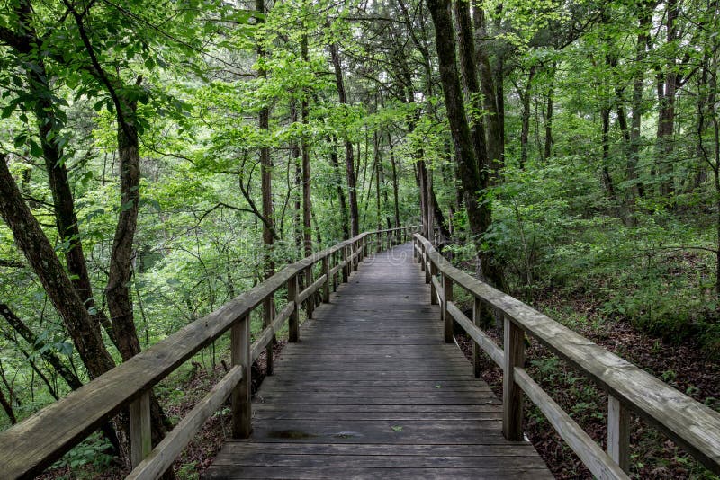 Walkway Throught the Forrest Stock Image - Image of nature, walk: 58433895