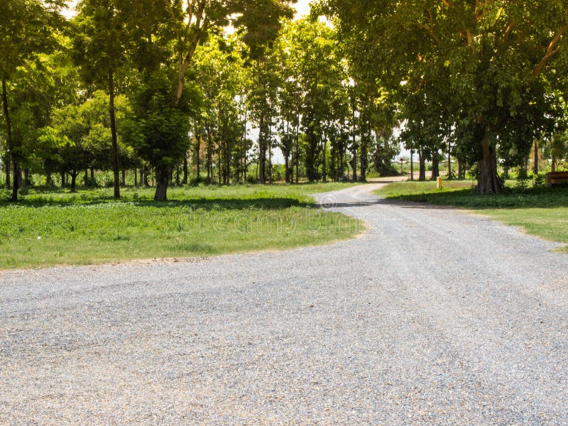 Walkway among the Tree in Sunny Day Stock Photo - Image of beauty ...