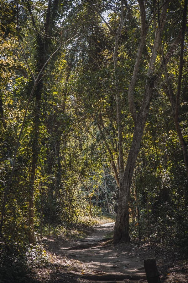 Walkway through the Trees of the Forest Stock Photo - Image of view ...