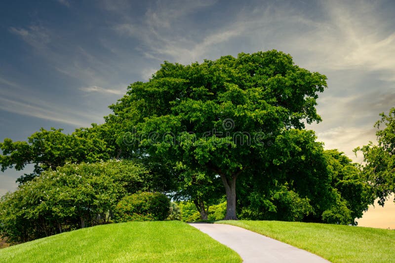 Trees on a Hill at Sunset in Fundata Stock Photo - Image of fund ...