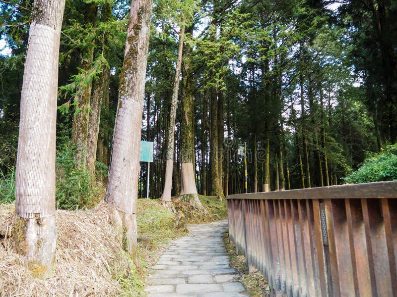 Walkway among trees stock image. Image of wood, mountain - 91340225