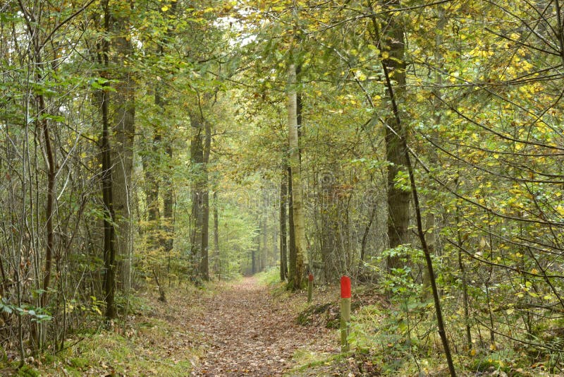 Walkway through the Trees in the Park Stock Image - Image of landscapes ...