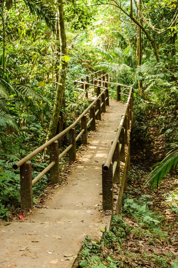 Tropical walkway stock image. Image of garden, road, jungle - 7594063