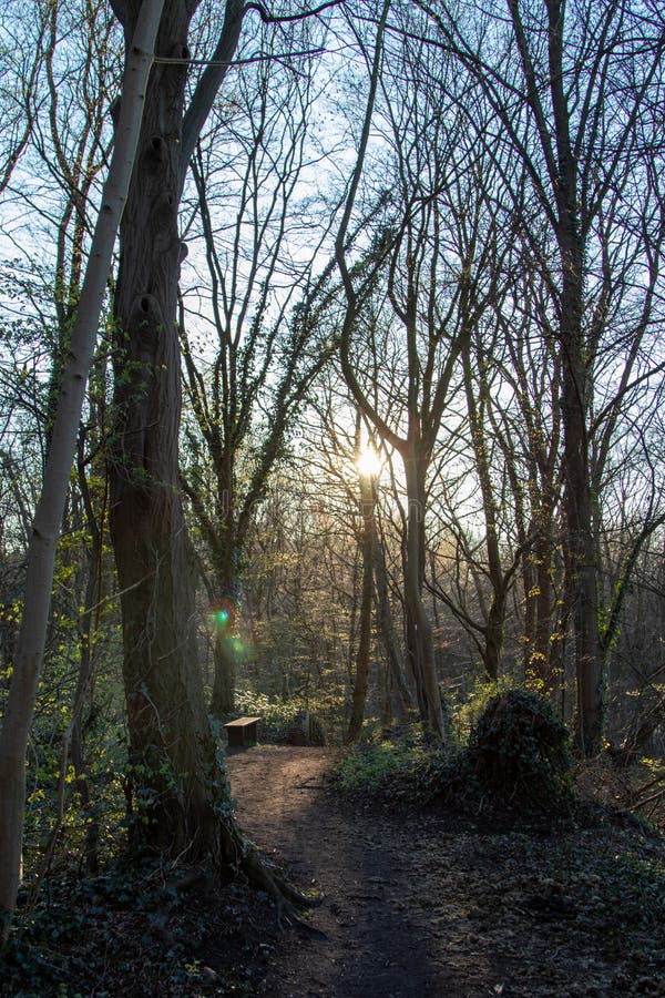 Walkway Trough a Forest or Park, Sunbeams between the Trees Stock Photo ...