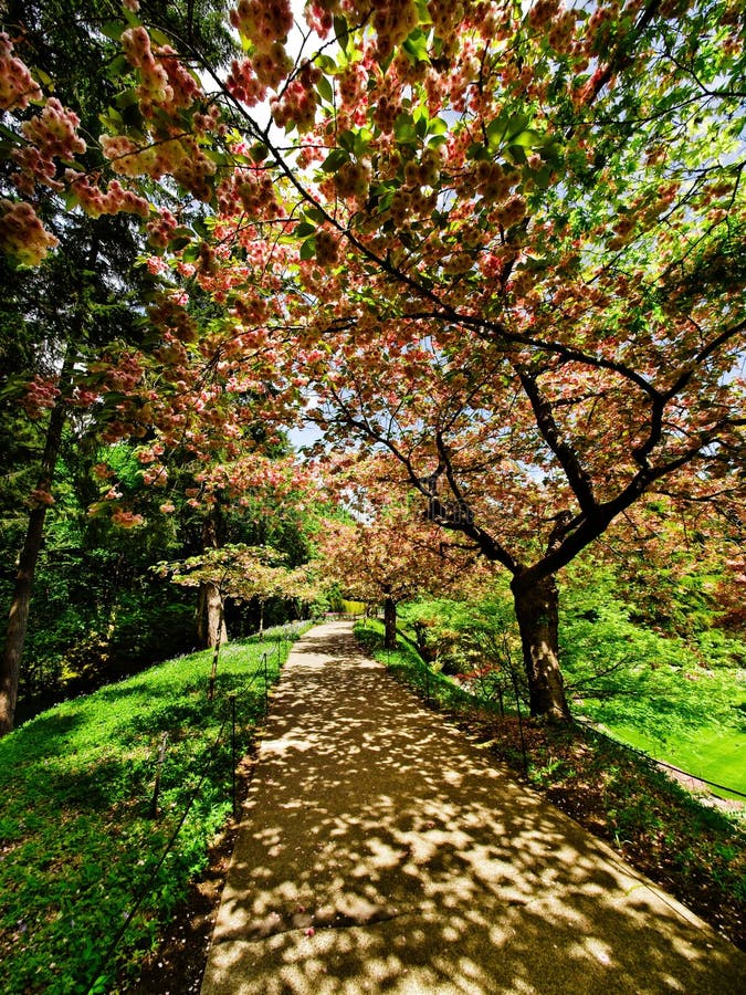Walkway Under Blooming Cherry Trees Stock Photo - Image of blossom ...