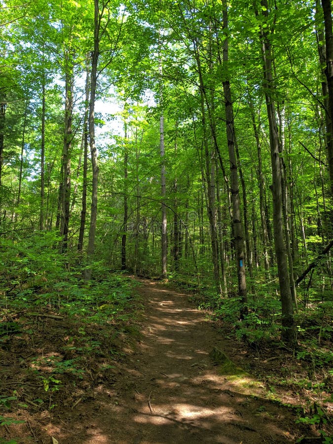 Walkway in Urban Forest Under Tree Canopy Stock Image - Image of ...