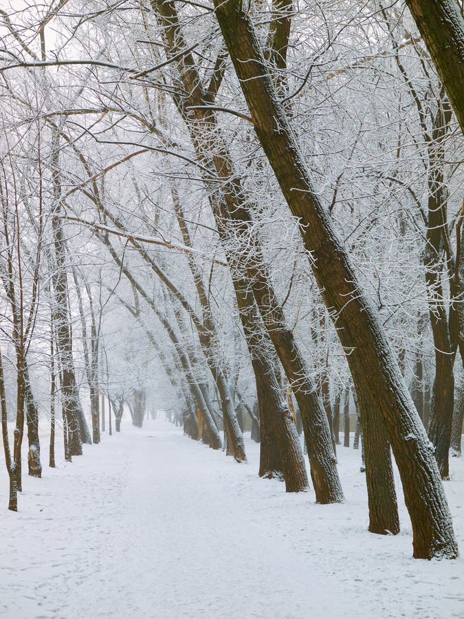 Walkway at the winter stock image. Image of christmas - 61135577