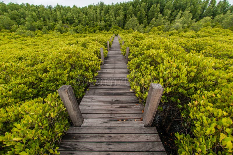 Walkway Wood Texture a Natural the Road is Green. Stock Photo - Image ...