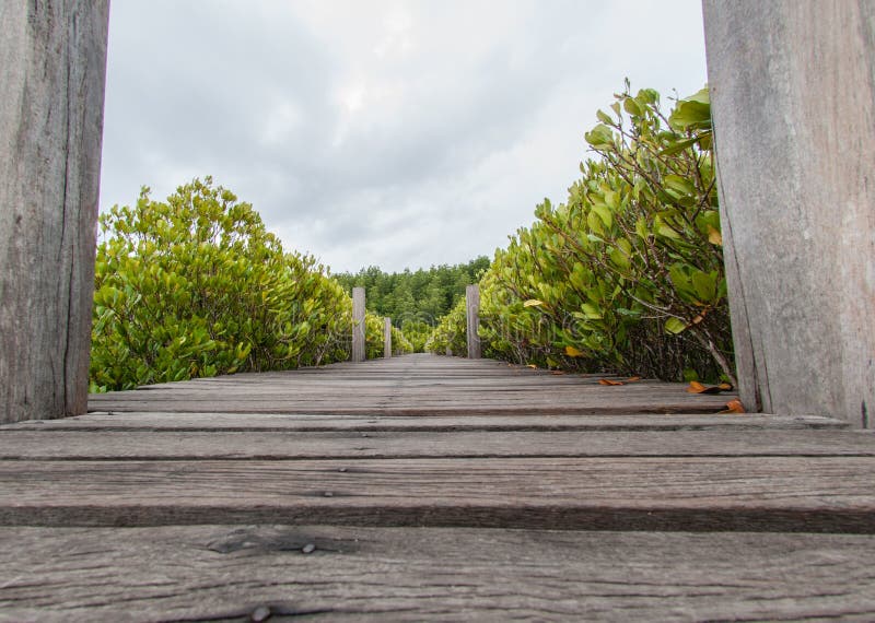 Walkway Wood Texture a Natural the Road is Green. Stock Photo - Image ...