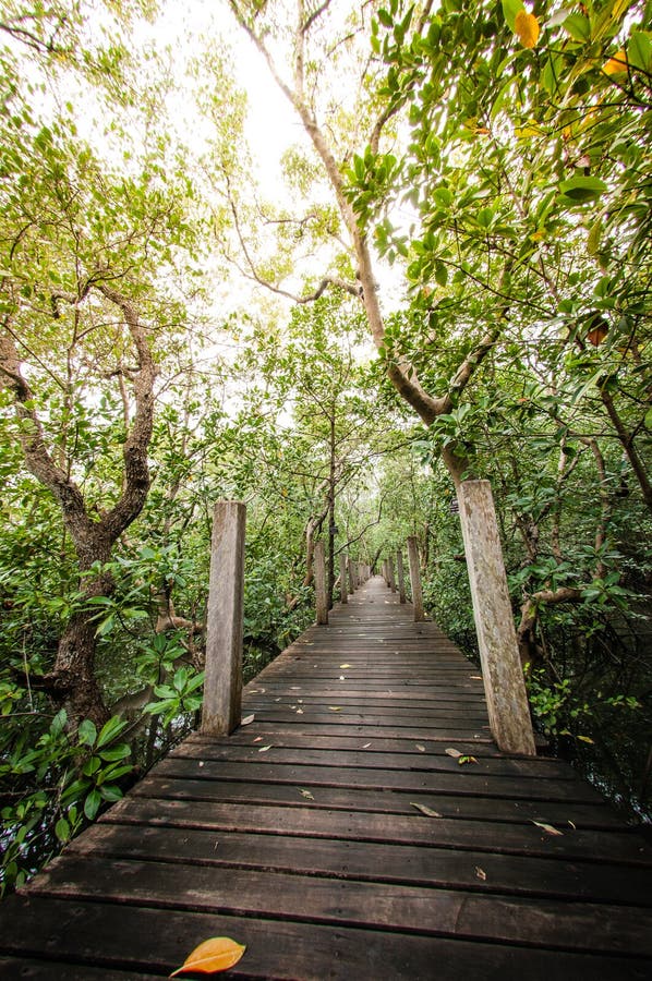Walkway Wood Texture a Natural the Road is Green. Stock Image - Image ...