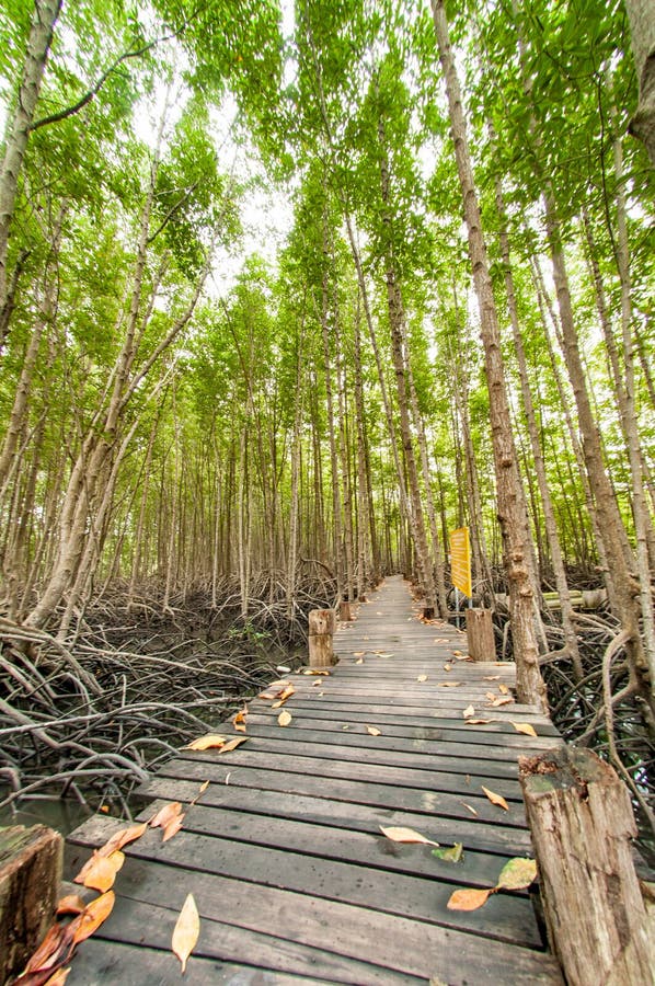 Walkway Wood Texture a Natural the Road is Green. Stock Photo - Image ...