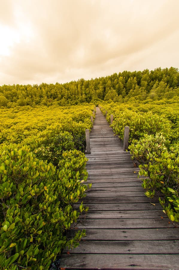 Walkway Wood Texture a Natural the Road is Green. Stock Photo - Image ...