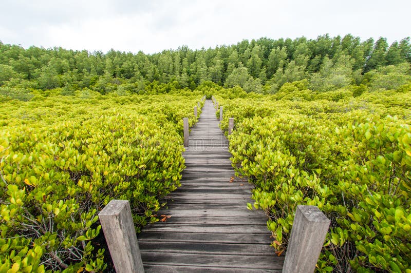 Walkway Wood Texture a Natural the Road is Green. Stock Photo - Image ...