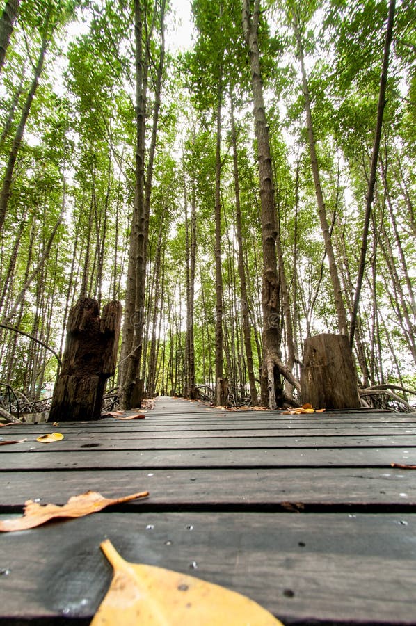 Walkway Wood Texture a Natural the Road is Green. Stock Photo - Image ...