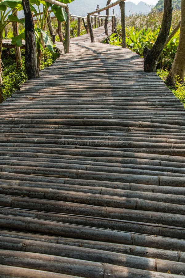 Walkway Wood Texture a Natural Stock Photo - Image of forest, national ...
