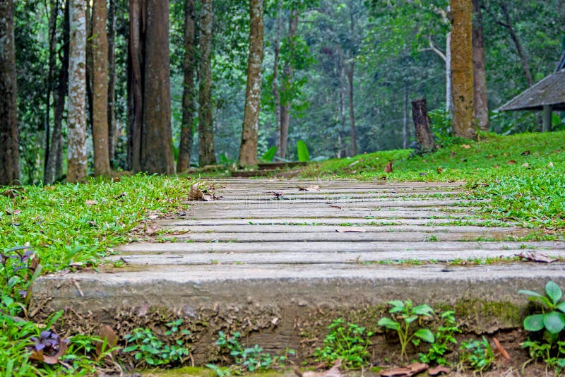 Walkway through the woods stock image. Image of landscape - 46075343