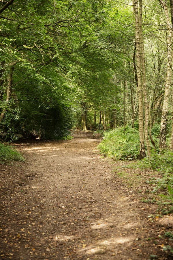 Forest in Surrey Hills, England Stock Photo - Image of house, views ...