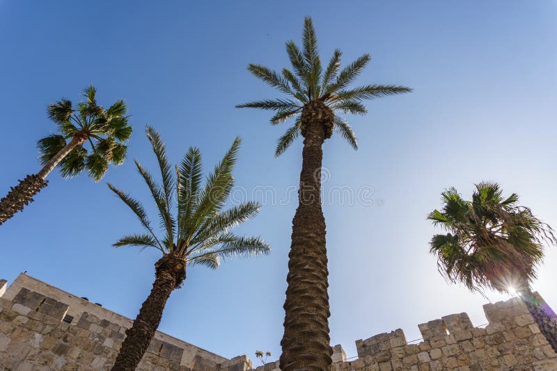 Wall of an Ancient Old Jerusalem City with a Green Palm Trees. Stock ...