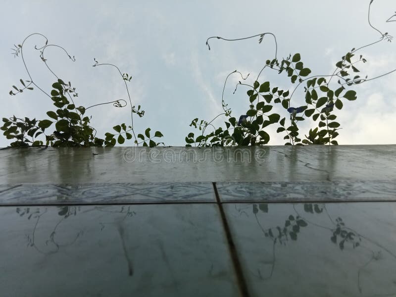 Wall Art Leaf Branch Tree Reflection Water Flower Plant Stock Image ...