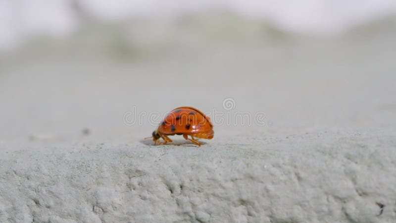 Asian Lady Beetle in Macro Shot on a White Background. Orange Ladybug ...