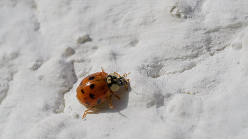 Asian Lady Beetle in Macro Shot on a White Background. Orange Ladybug ...