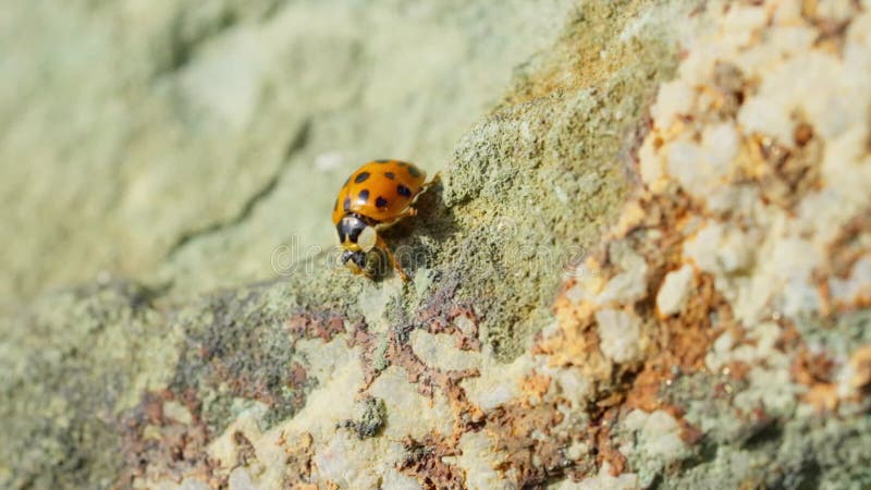 Asian Lady Beetle in Macro Shot on a White Background. Orange Ladybug ...
