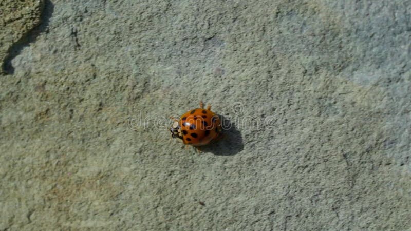 Asian Lady Beetle in Macro Shot on a White Background. Orange Ladybug ...