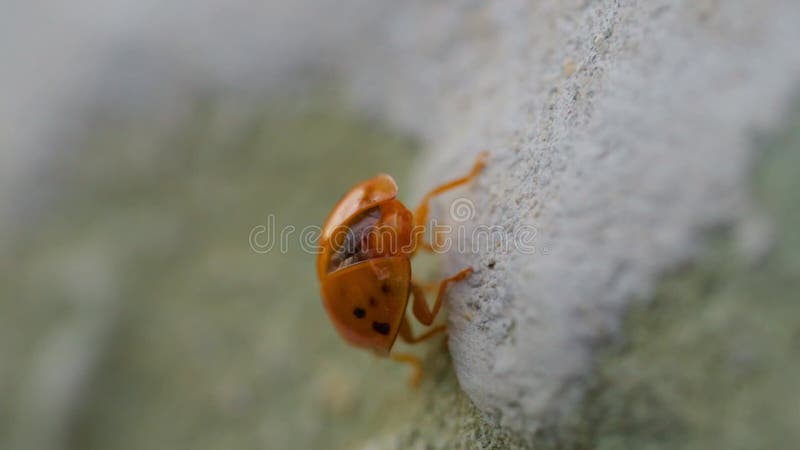 Asian Lady Beetle in Macro Shot on a White Background. Orange Ladybug ...