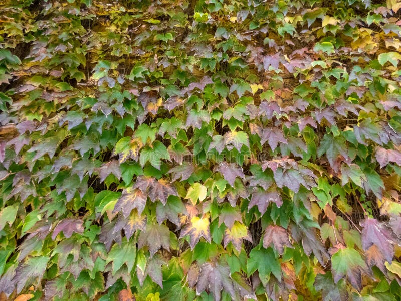Wall with Autumn Ivy Colorful Plant Stock Photo - Image of foliage ...