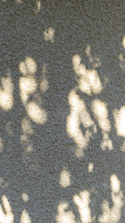 A Wall Background with Reflection of the Shadows of a Tree Taken in ...