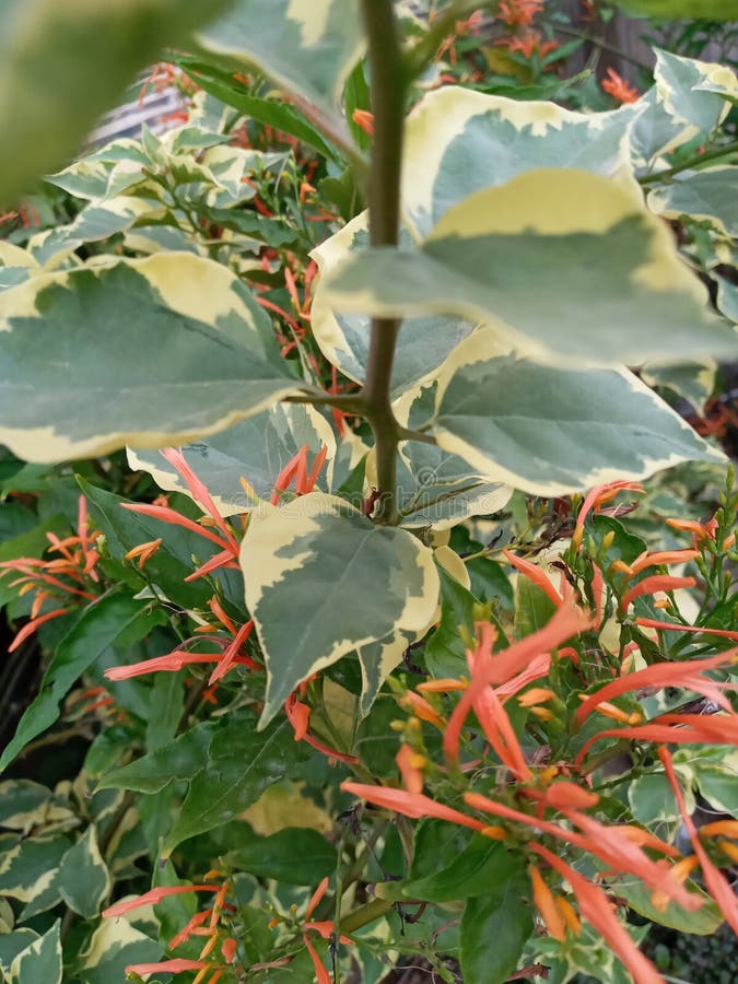 Wall Bale Plant with Flowers Beautiful Stock Image - Image of flowers ...