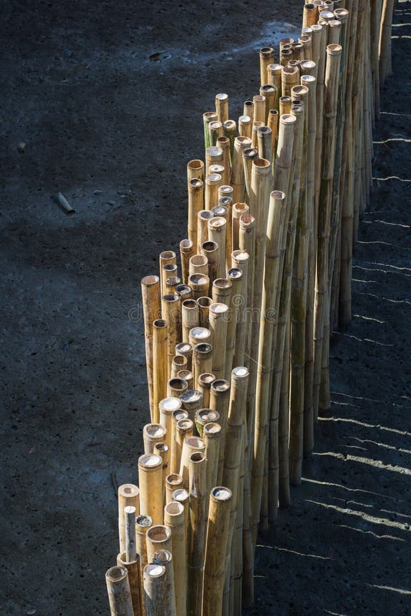 Wall Bamboo Barrier Protect the Mangrove. Stock Image - Image of ...