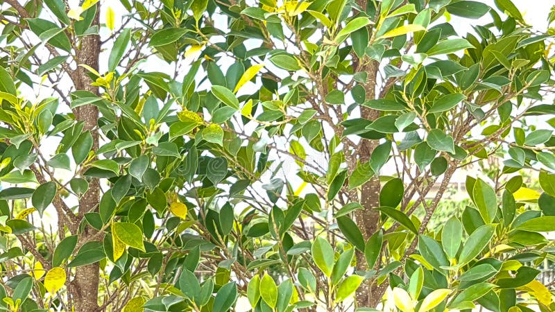 214 Bayan Tree Stock Photos - Free & Royalty-Free Stock Photos from ...